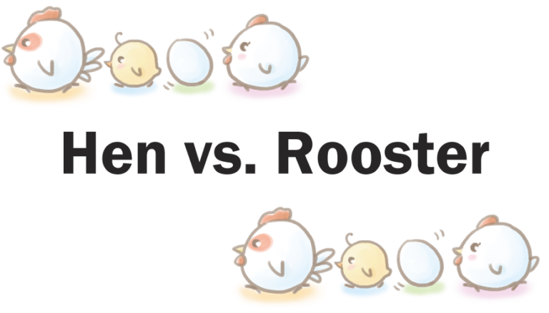 ニワトリは英語で？｢chicken｣｢hen｣｢rooster｣の違い | えいごのこと